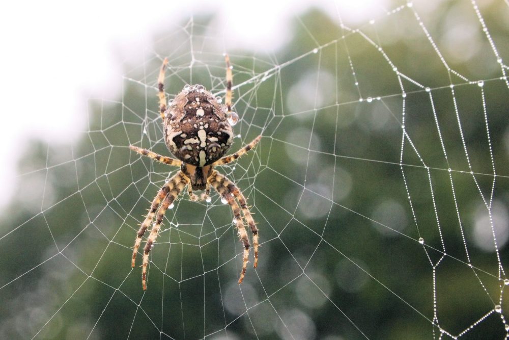 Kruisspin, foto: Jan Huijs – De natuur van het Renkums Beekdal