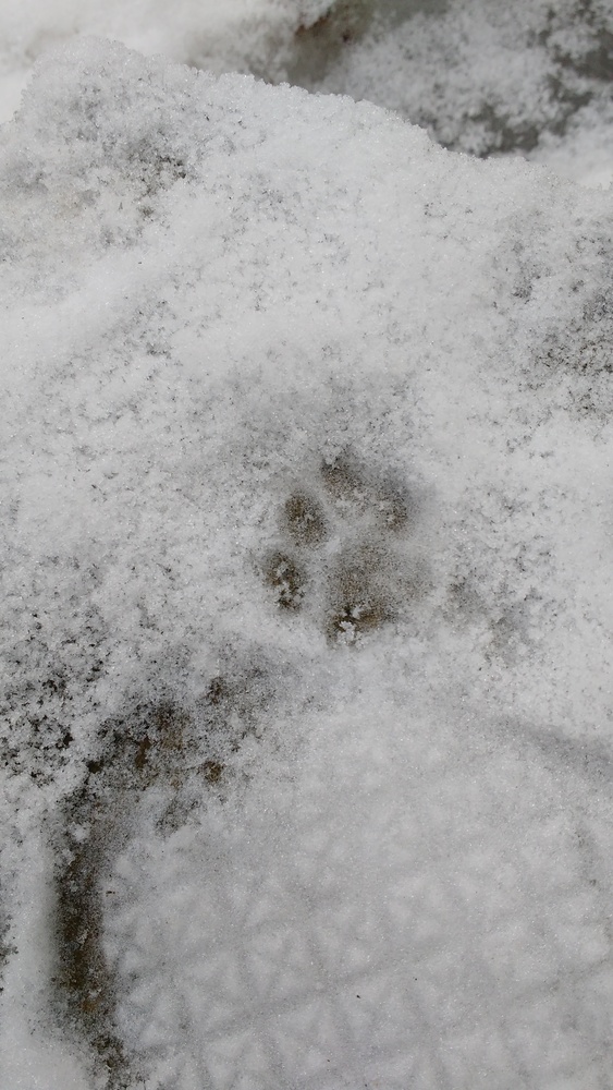 Sporen in de sneeuw – De natuur van het Renkums Beekdal