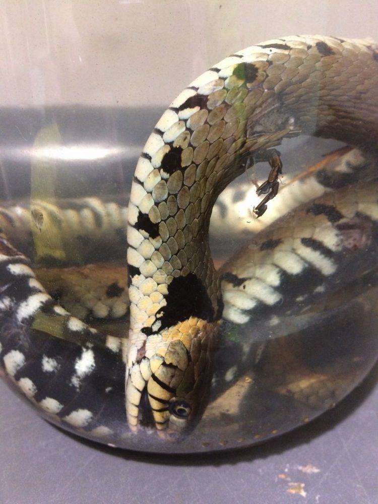 Kids in het beekdal – De natuur van het Renkums Beekdal