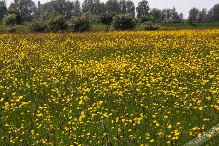 Boterbloemen – Renkums Beekdal