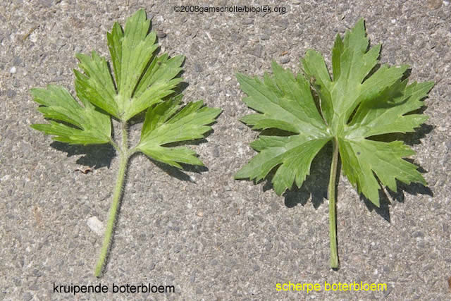 Boterbloemen – De natuur van het Renkums Beekdal