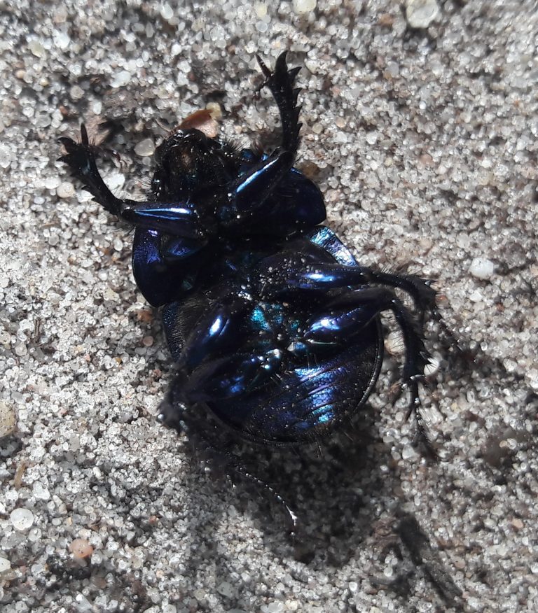 Mestkevers – De natuur van het Renkums Beekdal