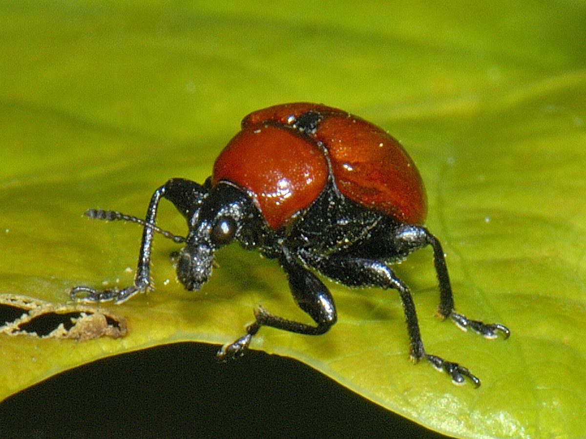 Eikenbladrolkever – De natuur van het Renkums Beekdal