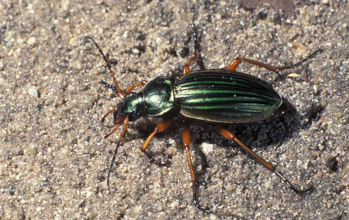 Gouden loopkever – De natuur van het Renkums Beekdal