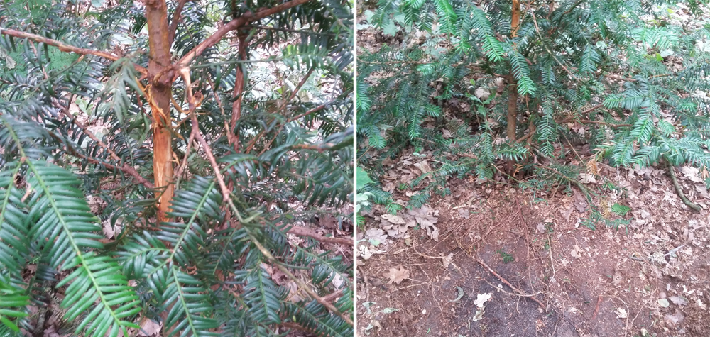 Sporen van wild – De natuur van het Renkums Beekdal