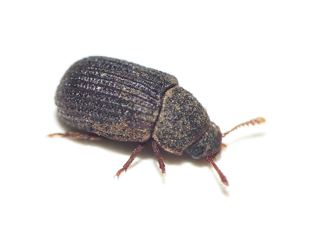 Eledona agricola – De natuur van het Renkums Beekdal