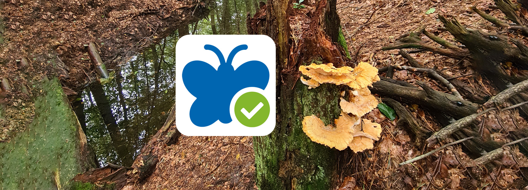 Met app ObsIdentify dieren en planten herkennen en waarnemingen ...